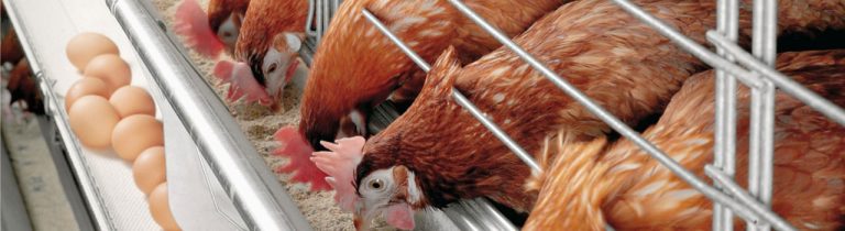 The Poultry Technology Toolkits – Taat-Africa