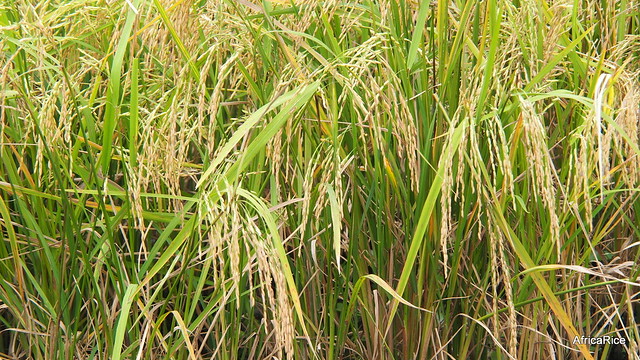 TAAT showcases high-yielding hybrid rice varieties adapted to African ...
