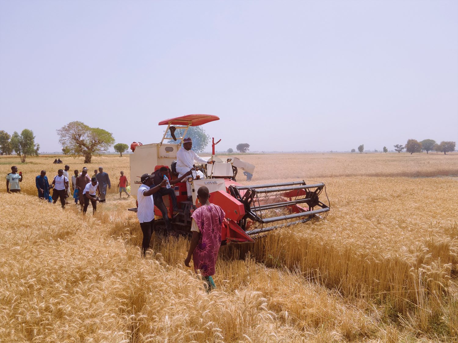 BROWN WHEAT FIELD DAY: TAAT and Partners propel Nigeria towards Wheat ...