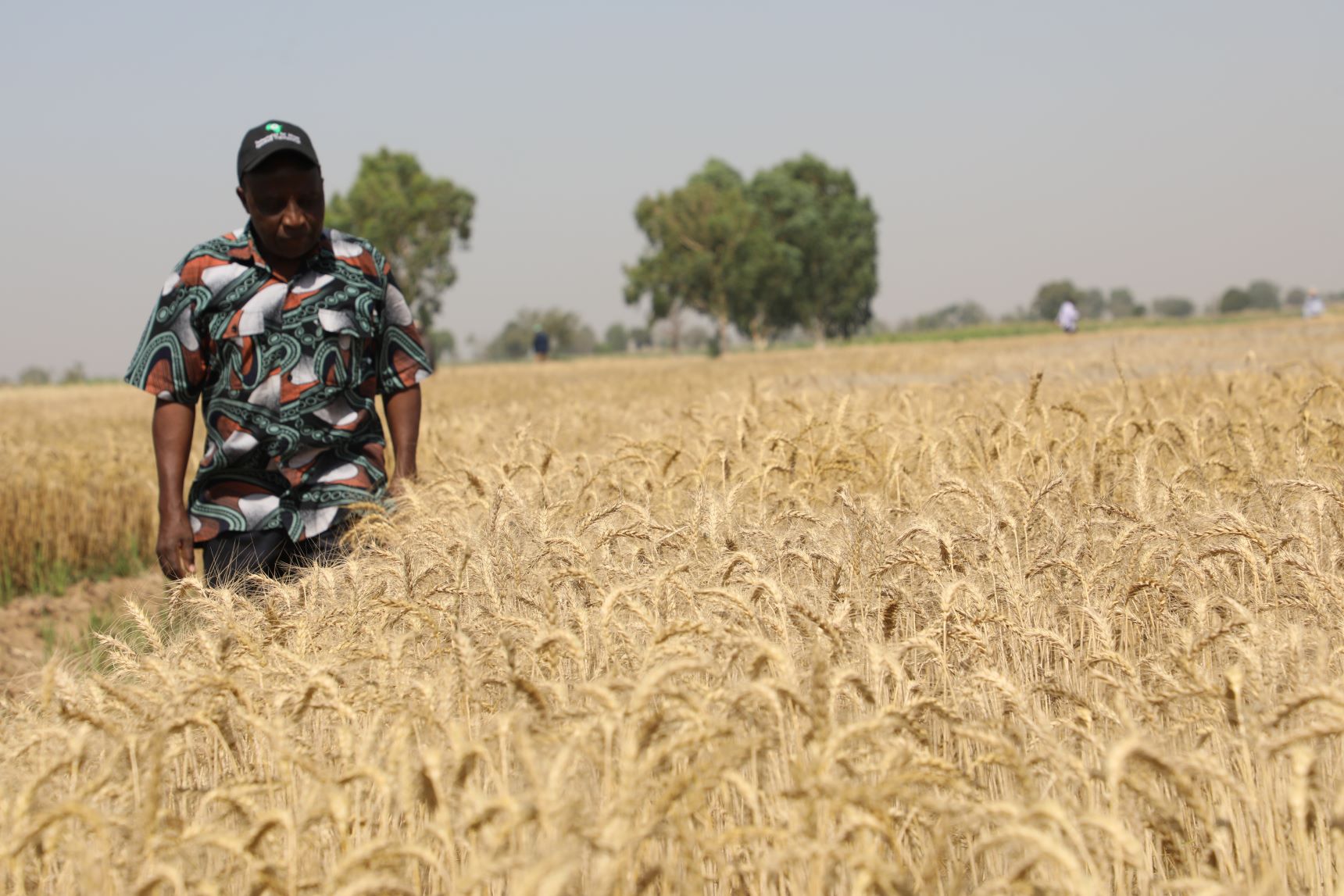 TAAT rallies for A Wheat Revolution in Nigeria – Taat-Africa