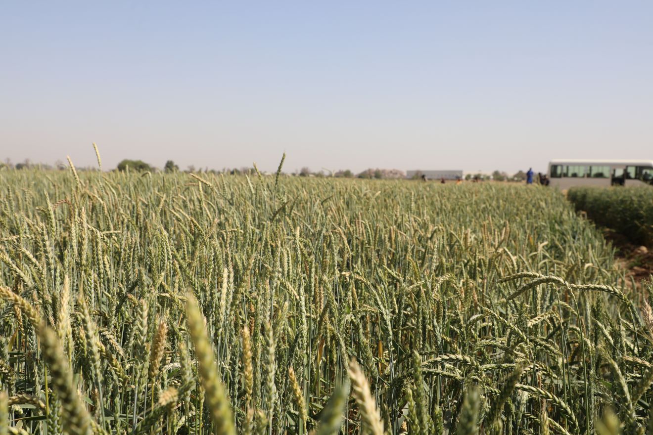 TAAT rallies for A Wheat Revolution in Nigeria – Taat-Africa