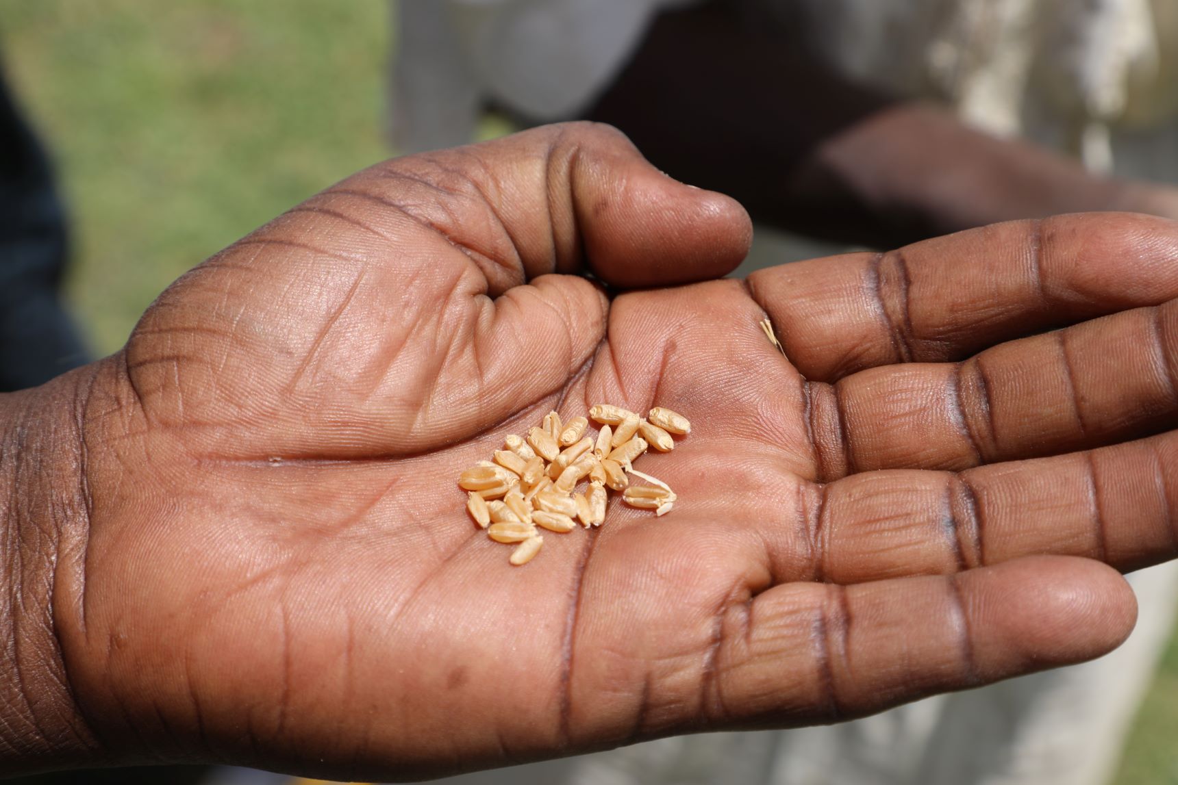 TAAT rallies for A Wheat Revolution in Nigeria – Taat-Africa