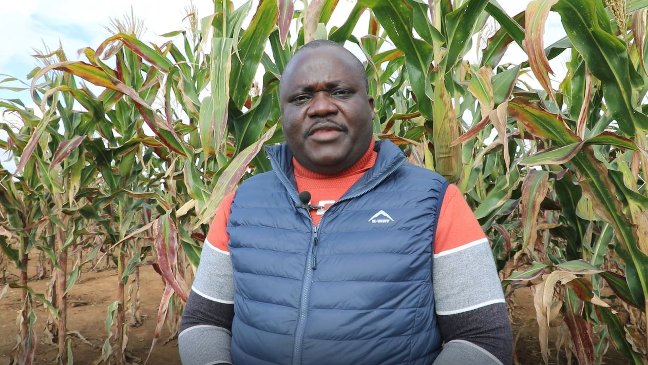 TAAT’s deployment model offers hope for mitigating Fall Armyworm ...